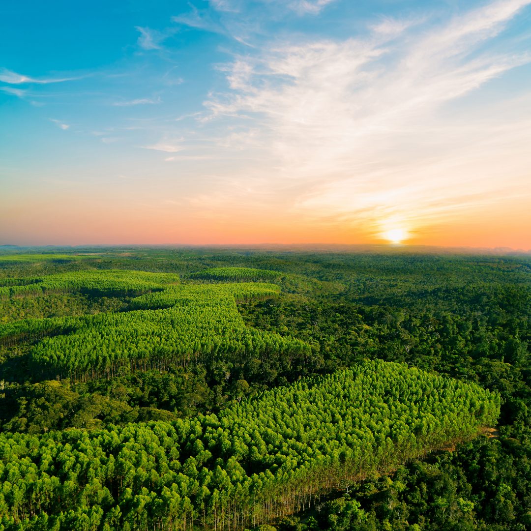 Bracell divulga Relatório de Sustentabilidade 2021 - Mais Floresta Bracell divulga Relatório de Sustentabilidade 2021 - Mais Floresta