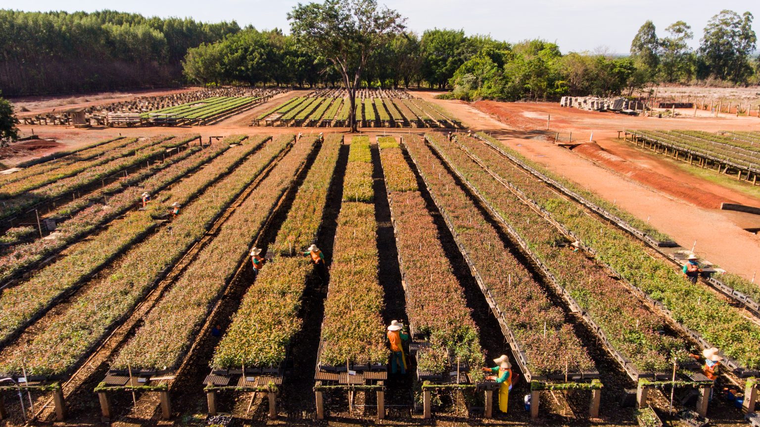 Exclusiva – Setor florestal de Minas Gerais é impactado pelo aumento da ...